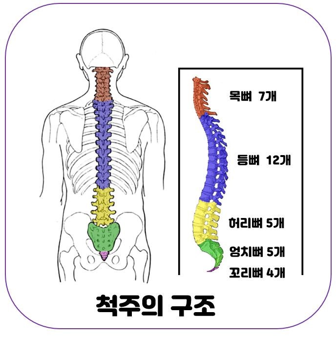 인체해부학 척주1 척주의 구조 척추뼈 구조 네이버 블로그