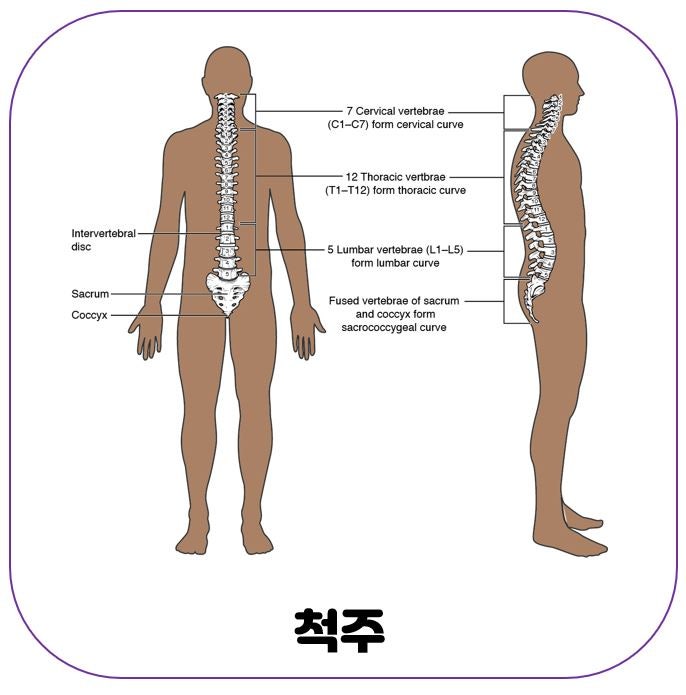 인체해부학 척주1 척주의 구조 척추뼈 구조 네이버 블로그