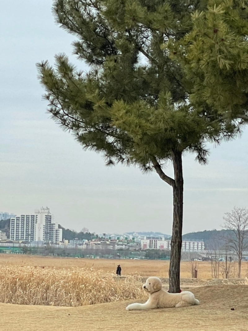 시흥 갯골생태공원 주말 가족 휴식터로 좋은 장소 여기도 봄이 오겠지 네이버 블로그
