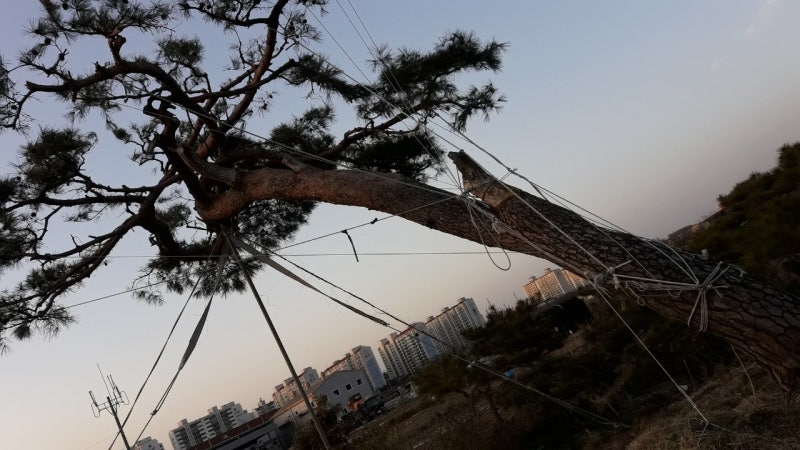 토지보상법 수목보상의 평가원칙부산행정사사무소 네이버 블로그
