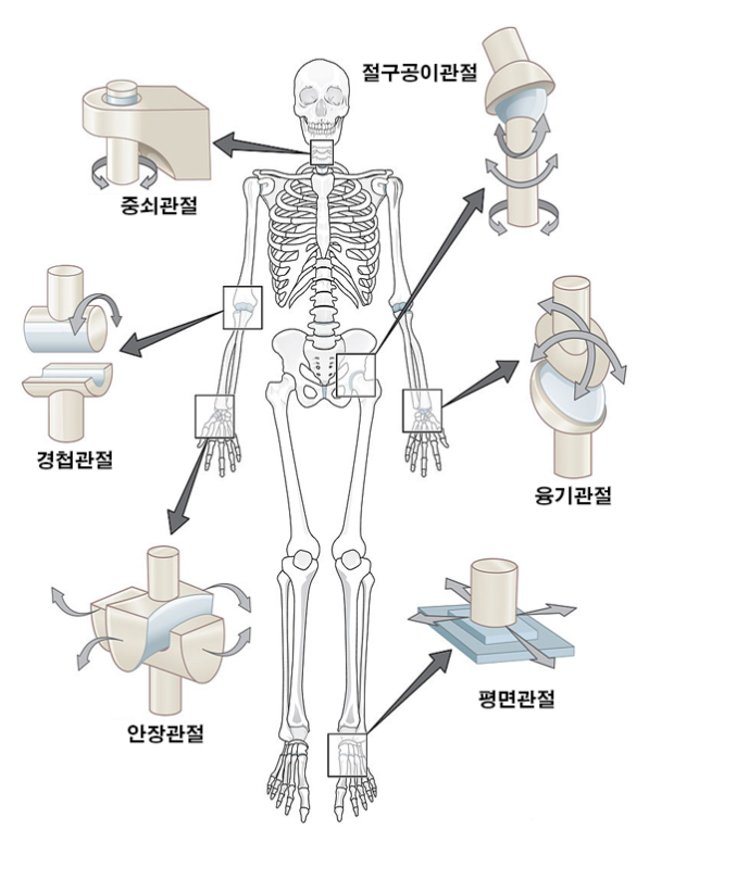 뉴만 Kinesiology 관절의 구조 및 기능 네이버 블로그