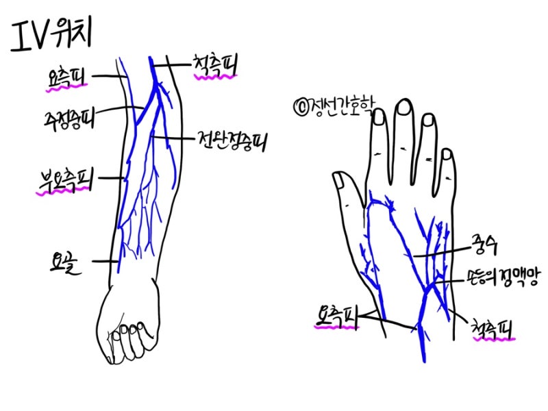 간호학과 핵심술기 공부하자 06 정맥주사 선행지식과 절차 간호기록 핵심간호술 그리고 실제 초보 실습생의 Iv 실습