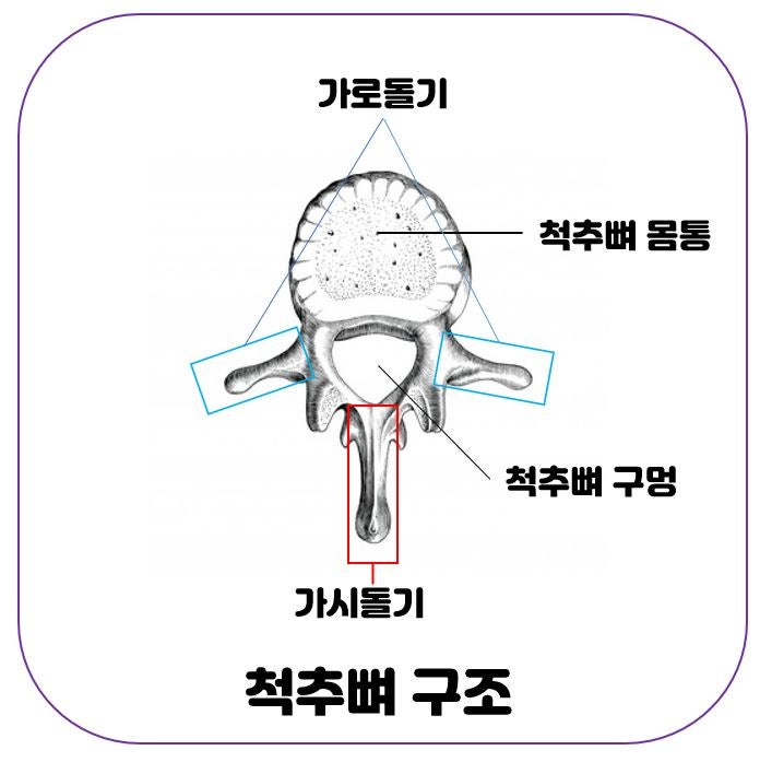 인체해부학 척주2 목뼈 네이버 블로그