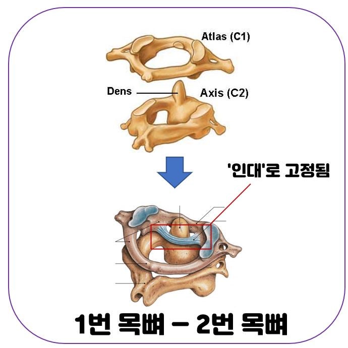 인체해부학 척주2 목뼈 네이버 블로그