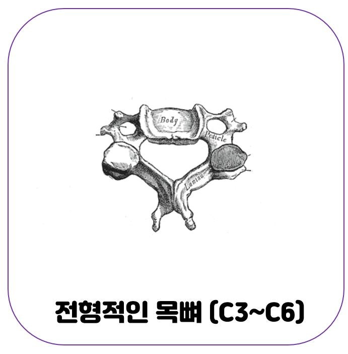 인체해부학 척주2 목뼈 네이버 블로그