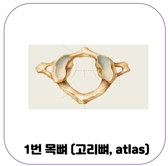 인체해부학 척주2 목뼈 네이버 블로그