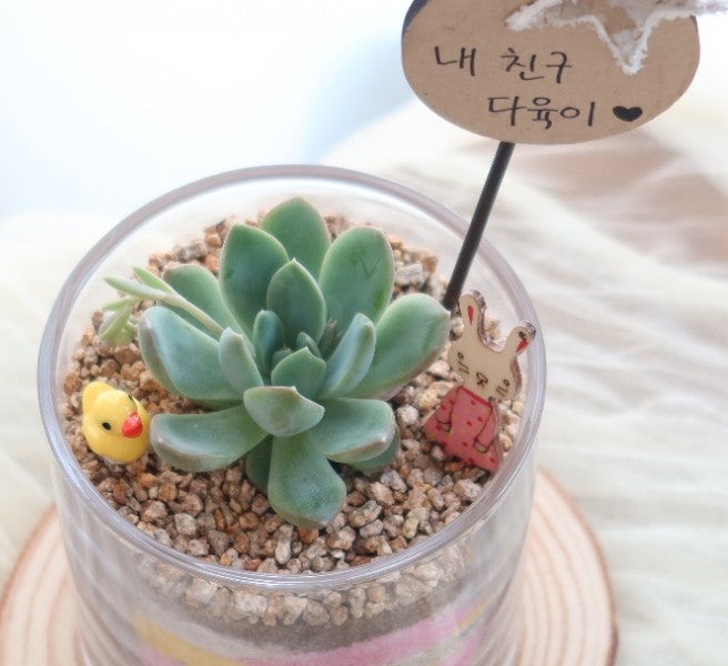 유치원 원예체험활동 키트 추천 색모래 다육 테라리움 만들기 재미있어요 네이버 블로그