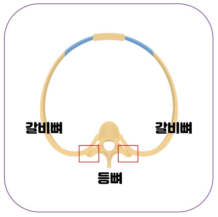 인체해부학 척주3 등뼈 허리뼈 엉치뼈 꼬리뼈 네이버 블로그