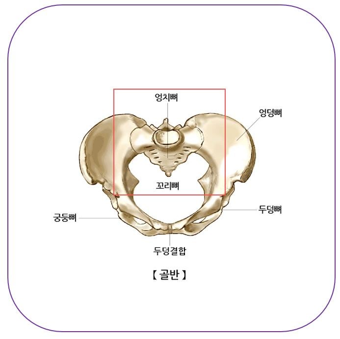 인체해부학 척주3 등뼈 허리뼈 엉치뼈 꼬리뼈 네이버 블로그