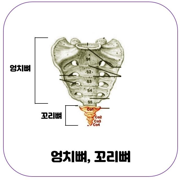 인체해부학 척주3 등뼈 허리뼈 엉치뼈 꼬리뼈 네이버 블로그