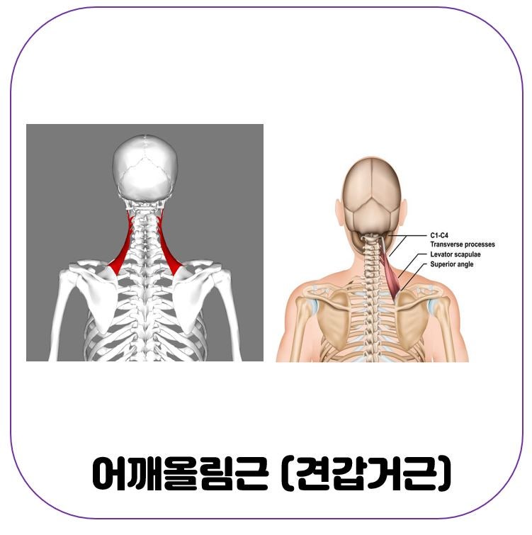 인체해부학 등 근육1 등세모근 넓은등근 어깨올림근 마름근 네이버 블로그