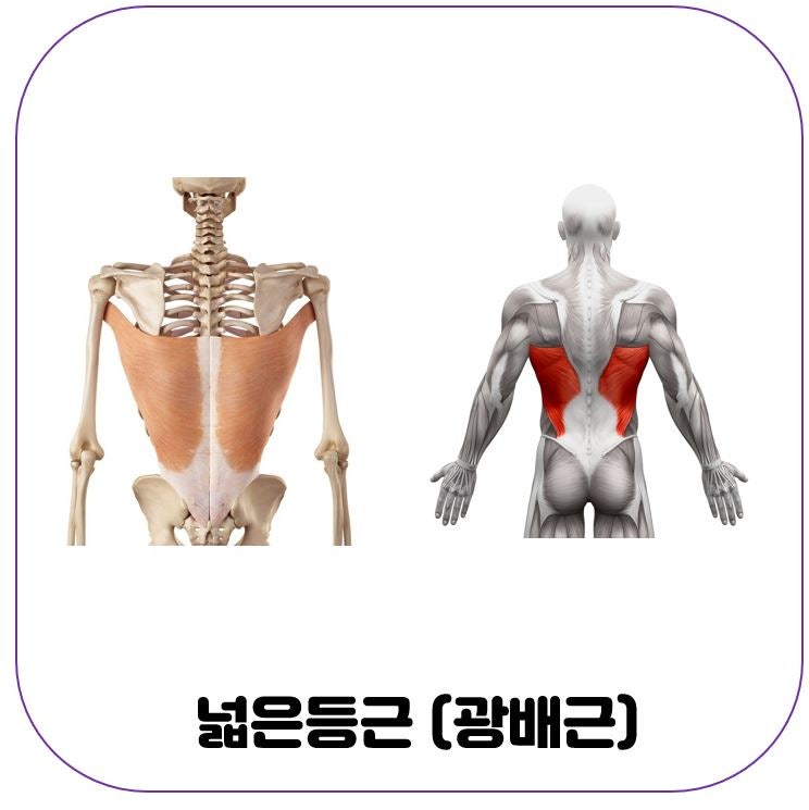 인체해부학 등 근육1 등세모근 넓은등근 어깨올림근 마름근 네이버 블로그