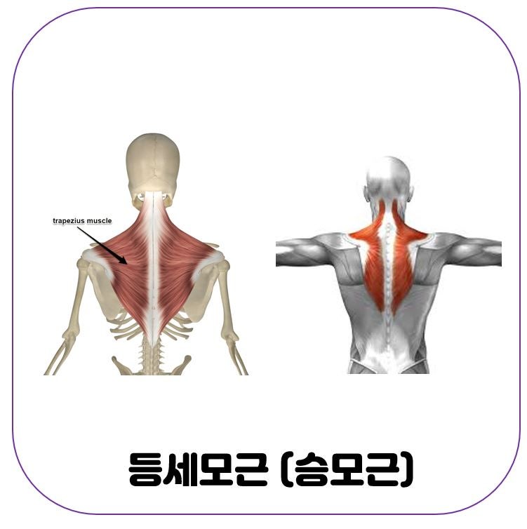 인체해부학 등 근육1 등세모근 넓은등근 어깨올림근 마름근 네이버 블로그