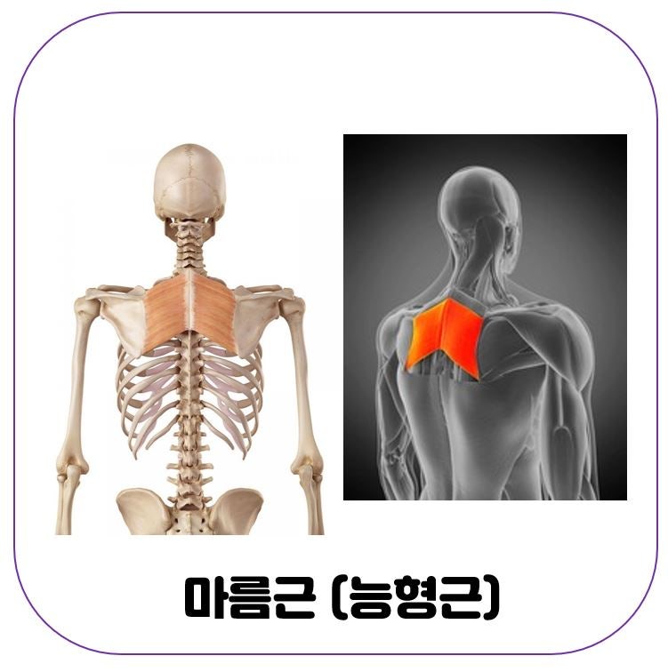 인체해부학 등 근육1 등세모근 넓은등근 어깨올림근 마름근 네이버 블로그