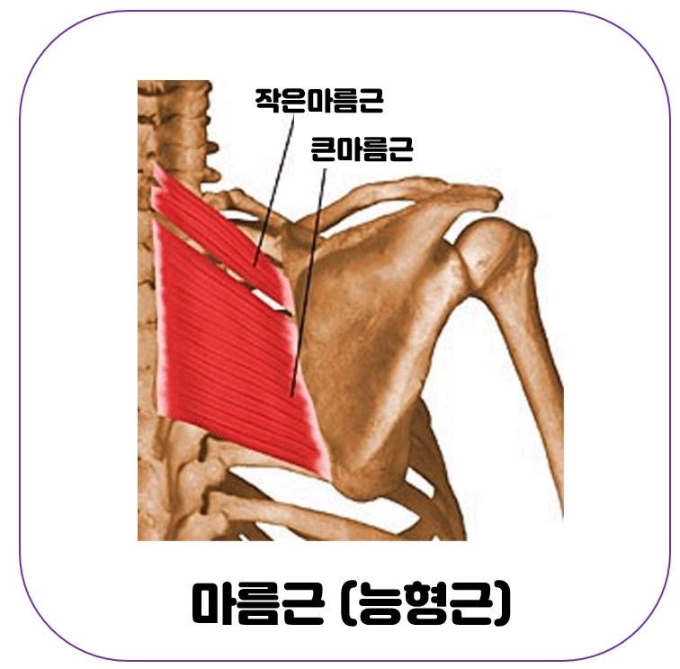 인체해부학 등 근육1 등세모근 넓은등근 어깨올림근 마름근 네이버 블로그