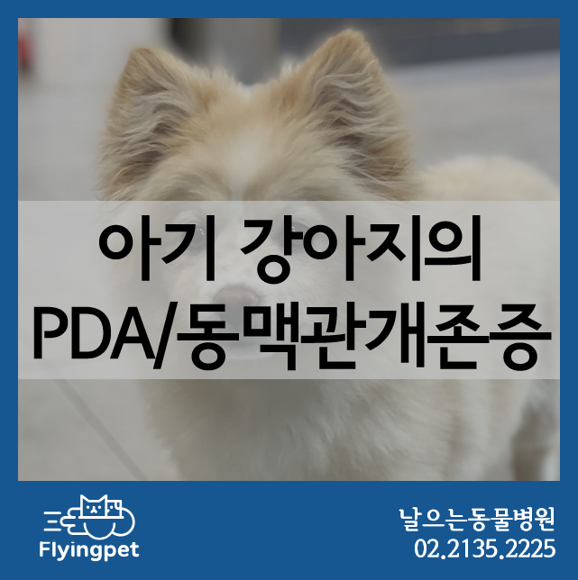 강아지의 선천적인 심장기형 동맥관개존증pda Patent Ductus Arteriosus 강아지심장기형 강아지심잡음
