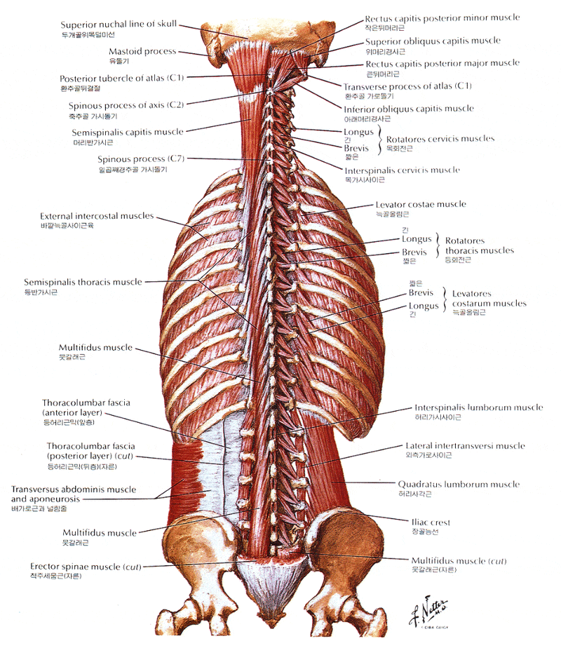 Scalene muscles, longus capitis muscle and longus colli muscle. : 네이버 블로그