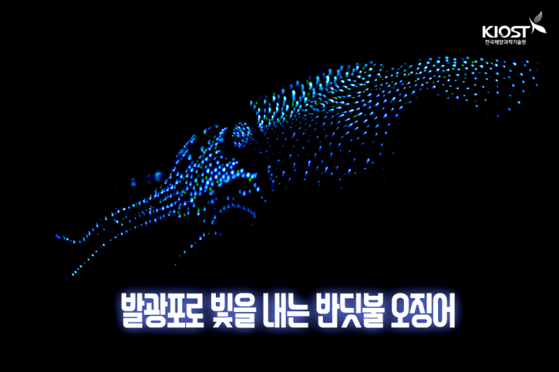 바다를 밝히는 빛! 해양발광생물 : 네이버 블로그
