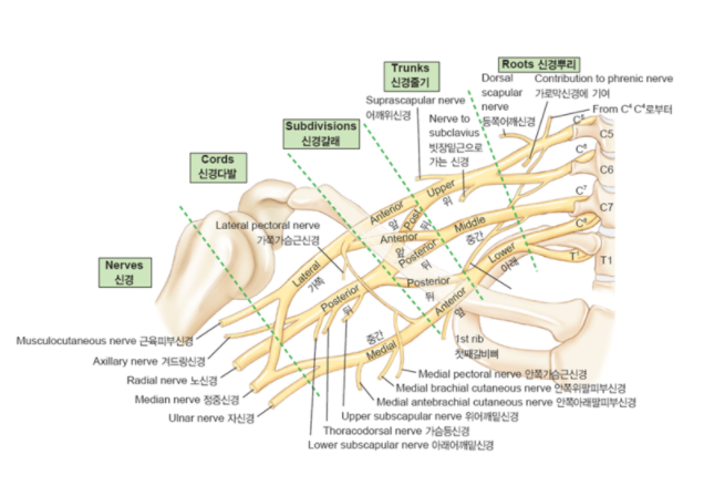 뉴만 Kinesiology 어깨관절4 오목위팔관절gh Joint 세 번째 이야기 네이버 블로그