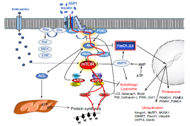 7. Biochemical pathways of sarcopenia and their modulation by physical ...