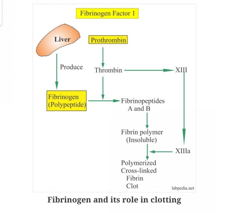 (중요) 피브린 (fibrin) 혈액응고 : 네이버 블로그