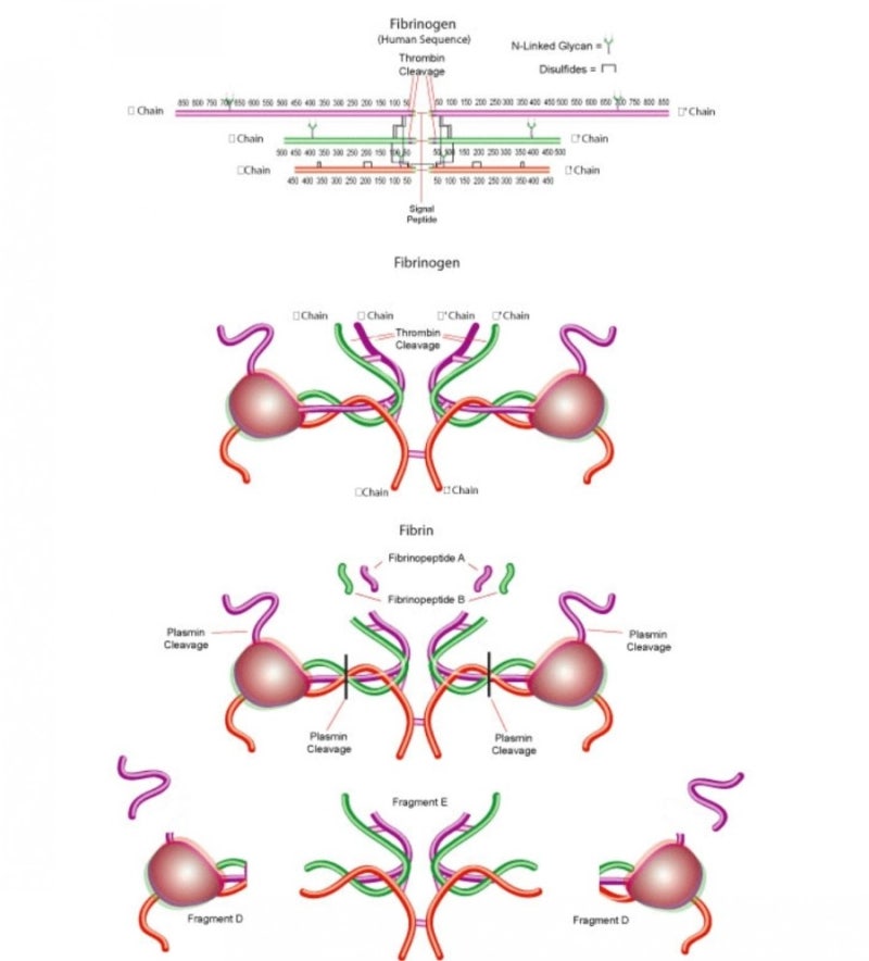 (중요) 피브린 (fibrin) 혈액응고 : 네이버 블로그