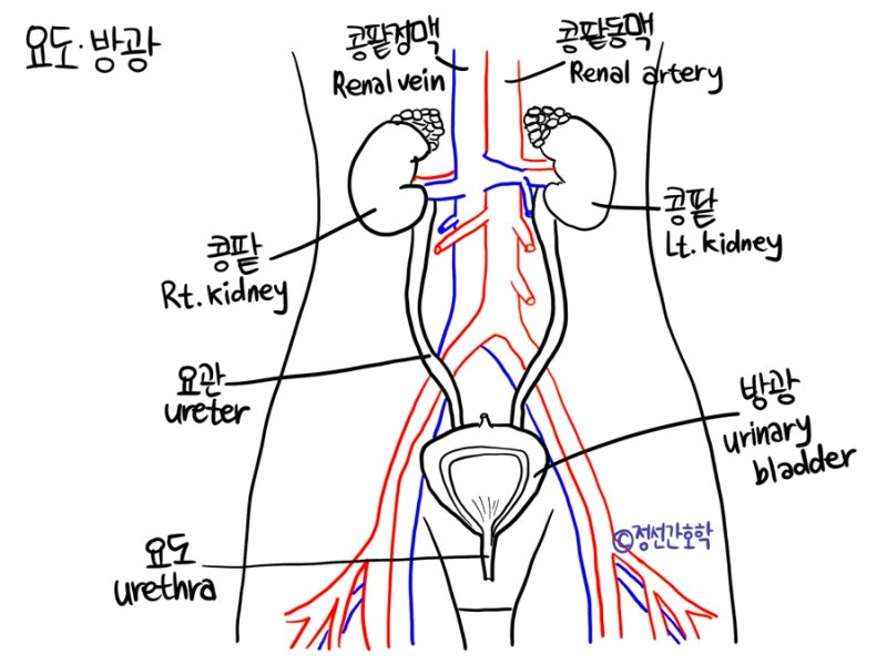 간호학과 공부 핵심간호술 10 유치도뇨 선행지식 및 간호기록 절차 정리 네이버 블로그