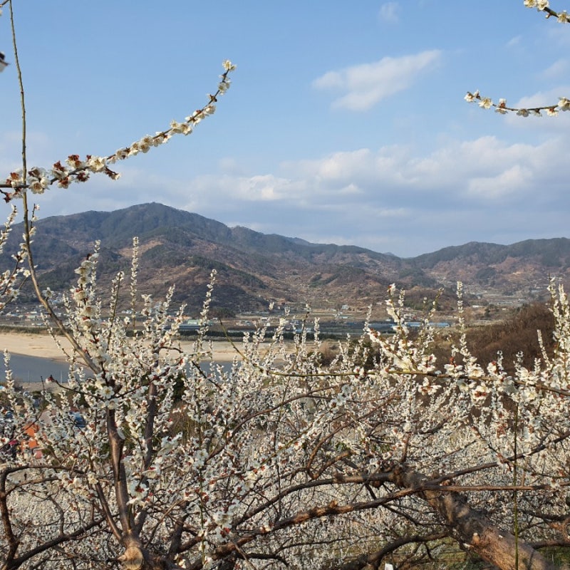 광양 매화마을 둘러싼 쫓비산 등산코스 홍쌍리 청매실농원 홍매화 구경 네이버 블로그