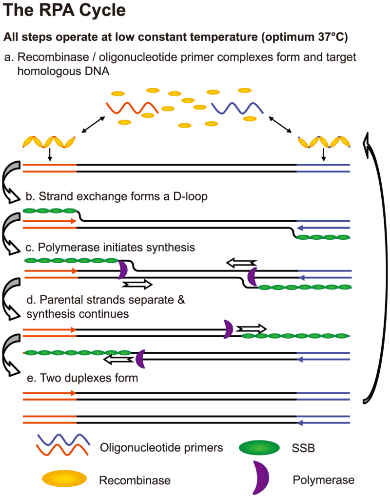 Recombinase Polymerase Amplification, RPA : PCR을 대체할 등온증폭 기술 : 네이버 블로그