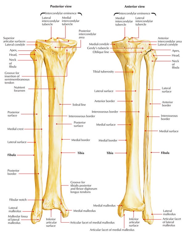 [해부학이야기] 경골/정강뼈/Tibia, 비골/종아리뼈/Fibula : 네이버 블로그