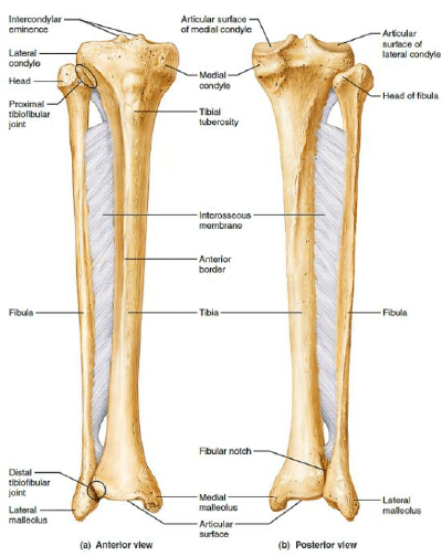 [해부학이야기] 경골/정강뼈/Tibia, 비골/종아리뼈/Fibula : 네이버 블로그