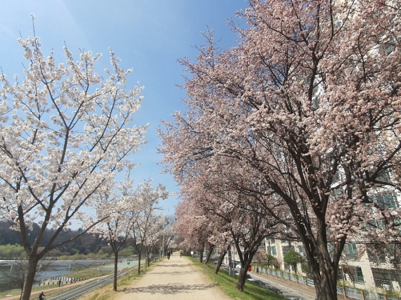 대구 꽃구경 가볼만한곳 총정리 네이버 블로그