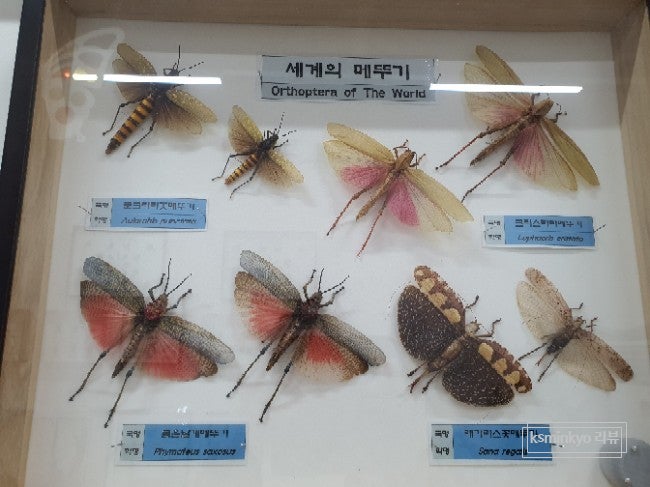 영등포 영등포곤충체험학습장 영등포구 구청 옆 코스트코 옆 네이버 블로그