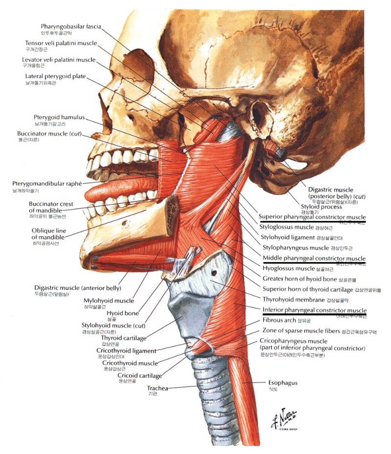 Pharynx, Tonsil, Soft palate and Passavant's ridge. : 네이버 블로그