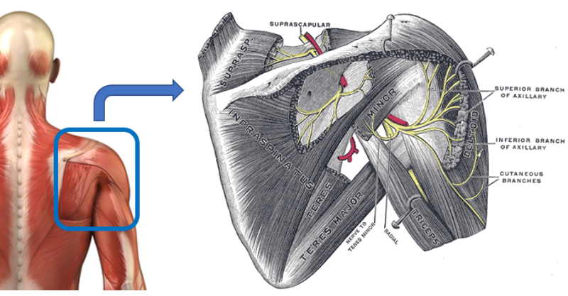 소원근teres Minor과 액와신경axillary Nerve 골프 어깨통증 천안아산 달천한의원 네이버 블로그