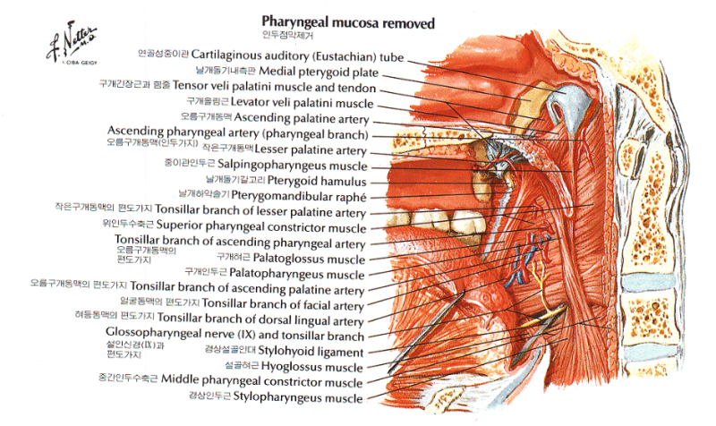 Pharynx, Tonsil, Soft palate and Passavant's ridge. : 네이버 블로그