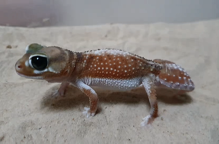 헬스장 오픈 ㅋㅋ feat. push up : 네이버 블로그