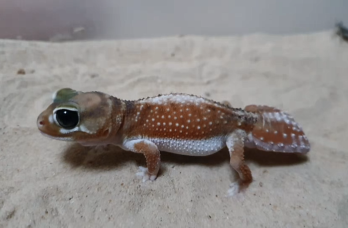 헬스장 오픈 ㅋㅋ feat. push up : 네이버 블로그