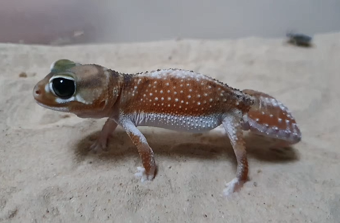 헬스장 오픈 ㅋㅋ feat. push up : 네이버 블로그