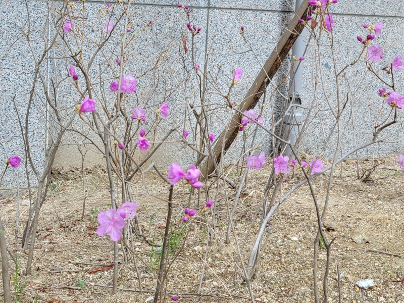 진달래 철쭉 영산홍연산홍 아젤리아 차이 꽃말 네이버 블로그