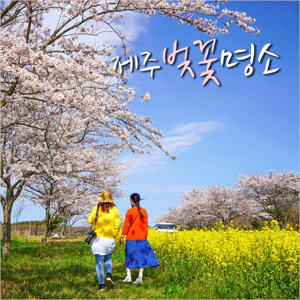 제주도 갈만한곳 가시리 녹산로 유채꽃 도로 등 제주 벚꽃 명소 네이버 블로그