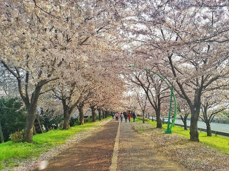 부산 벚꽃 명소 낙동제방벚꽃길 해운대 마린시티 남천동 삼익비치타운아파트 벚꽃길 Best 3 네이버 블로그