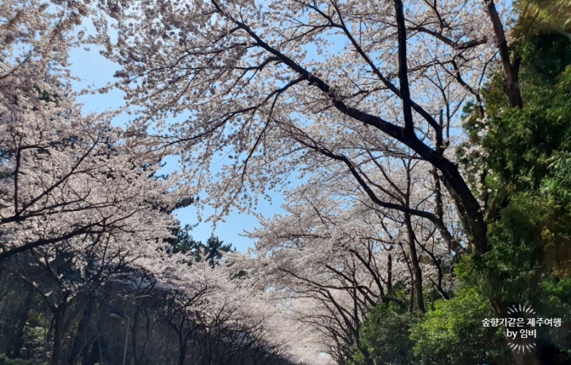 제주대 벚꽃길 제주 벚꽃길 드라이브 만개상황 네이버 블로그