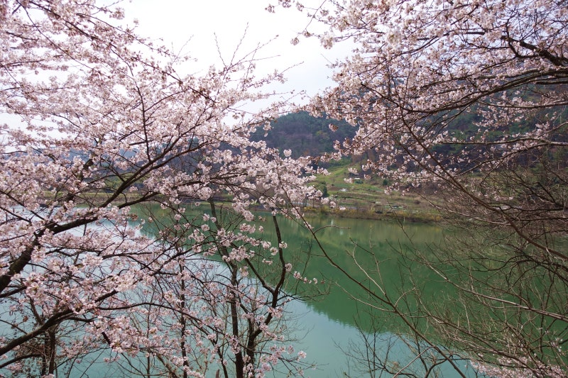 광주 근교 벚꽃 나주 한수제 맛집 봄나들이 네이버 블로그