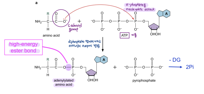 분자생물학 Ch15. Translation : 네이버 블로그