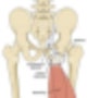 허벅지 뒤편(hamstring)의 근육들(biceps femoris, semimembranosus, semitendinosus ...