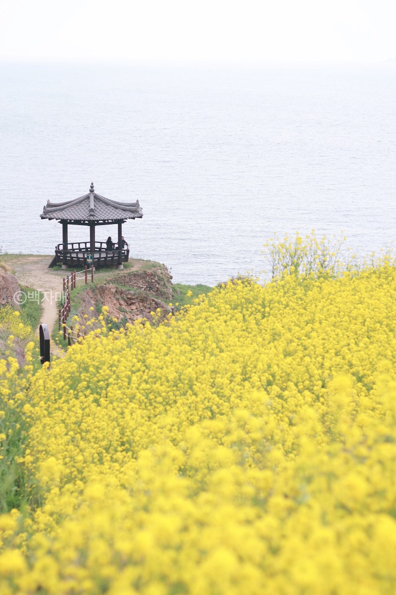 남해 다랭이마을 유채꽃 개화시기 포토존 가득한 남파랑길 바래길 네이버 블로그