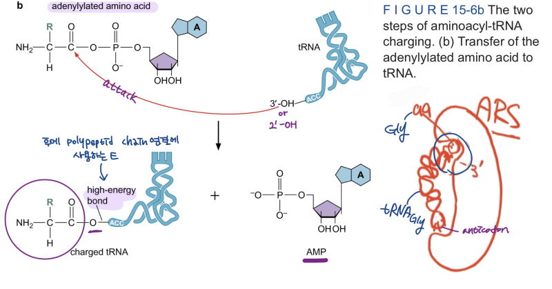 분자생물학 Ch15. Translation : 네이버 블로그