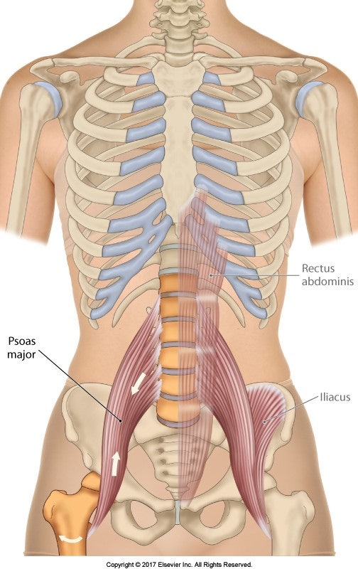 상현동필라테스광교필라테스 케이필라테스 엉덩허리근장요근iliopsoas 큰허리근psoas Major과 엉덩근