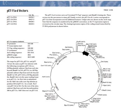 [단백질체학 및 실험] 8주차 : NEB cutter를 이용한 제한효소 찾기, PCR primer design : 네이버 블로그